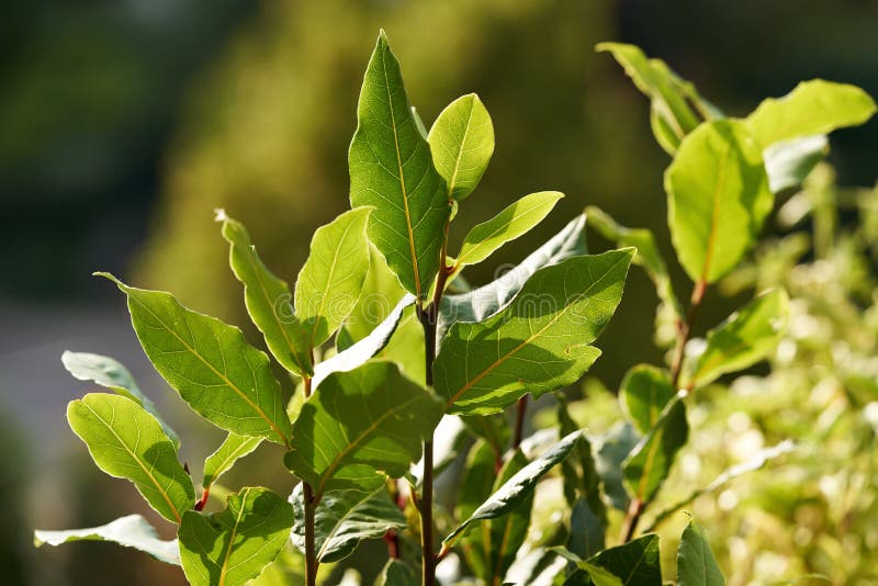 Bay Leaf Plant Growing Outdoors in the Garden Stock Image - Image of ...