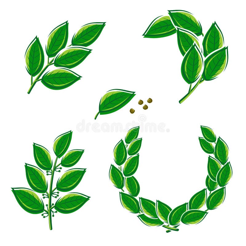 Bay leaf set. Vector stock vector. Illustration of silhouette - 85436822