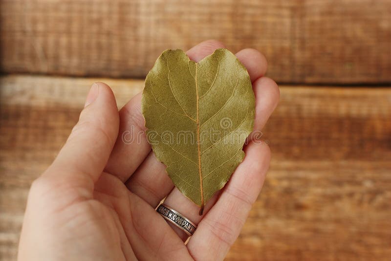 Bay Leaf in Shape of Heart in Hand Stock Photo - Image of dinner, grass ...