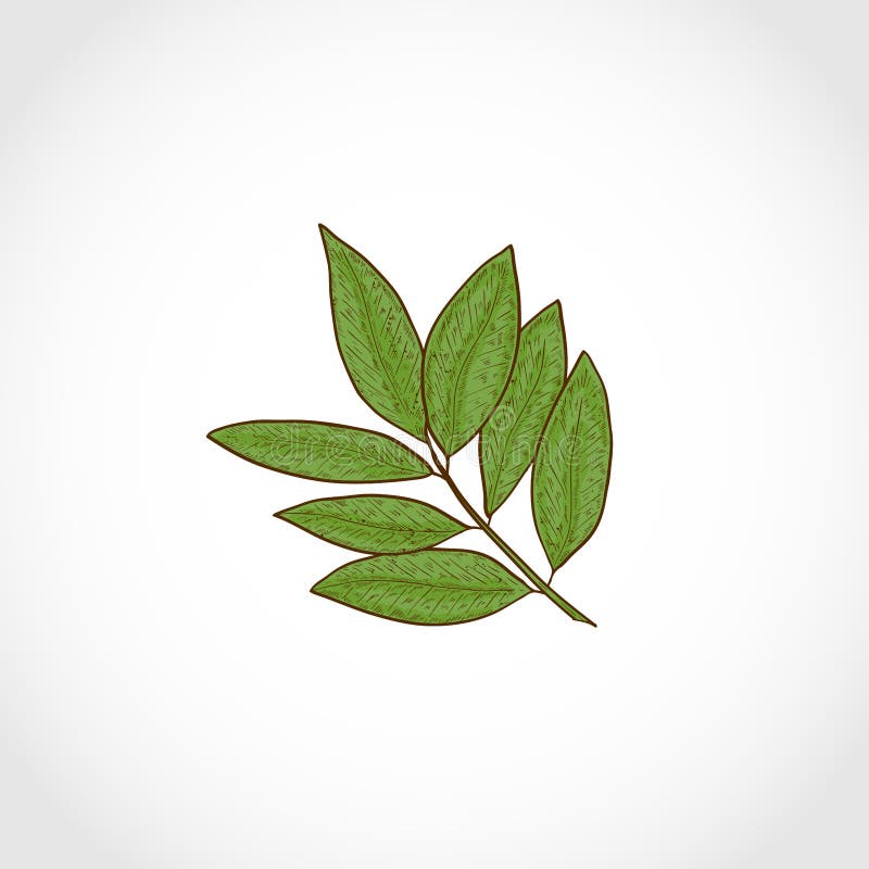 Bay Leaf. Sketch. a Design Element. Logo, Emblem. Stock Vector ...