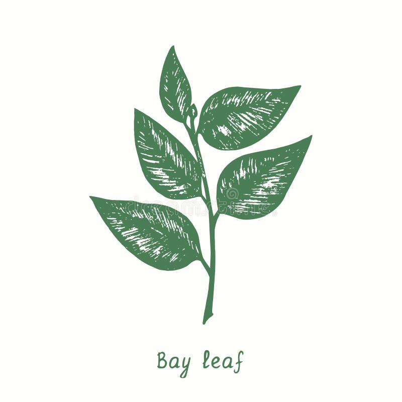 Bay Leaf Twig. Ink Black and White Doodle Drawing Stock Vector ...