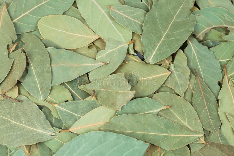 Bay leave herb on texture stock image. Image of ingredient - 140718477
