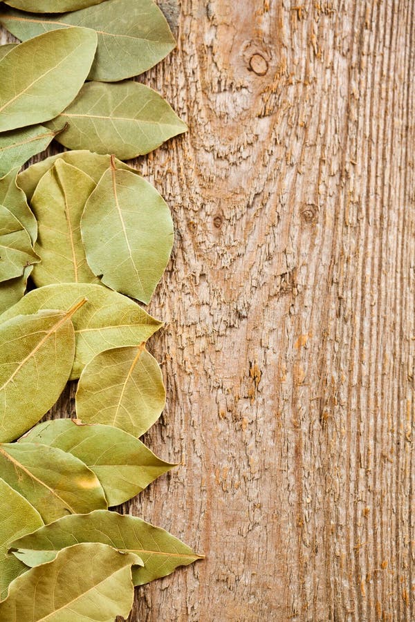Bay leaves stock photo. Image of green, evergreen, aromatic - 26727798