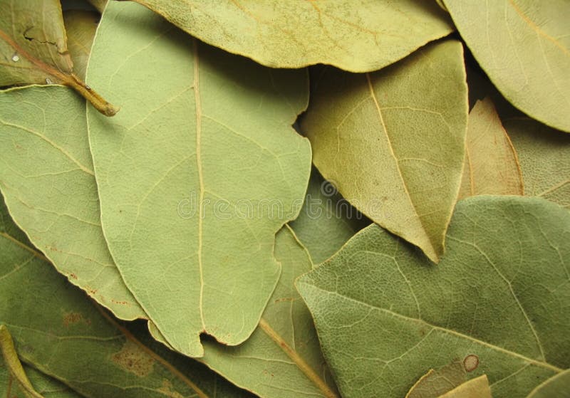 Bay Leaves Close-up #2 Royalty Free Stock Image - Image: 201606
