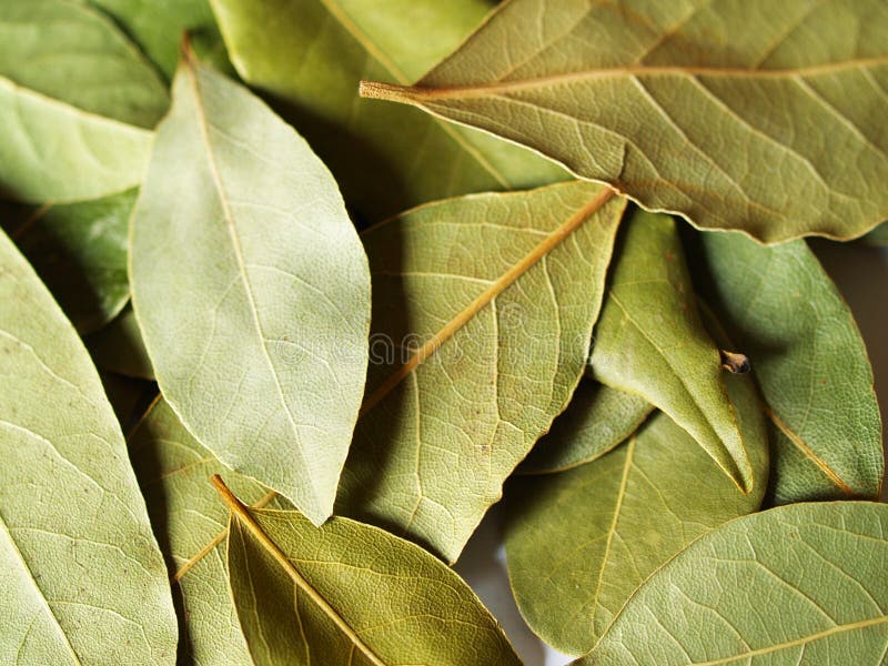 Bay leaves for cooking stock image. Image of heady, cook - 3868123