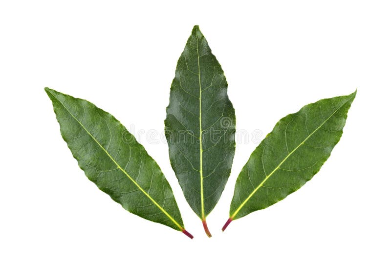 Bay laurel leaves stock image. Image of plant, ingredient - 18774415