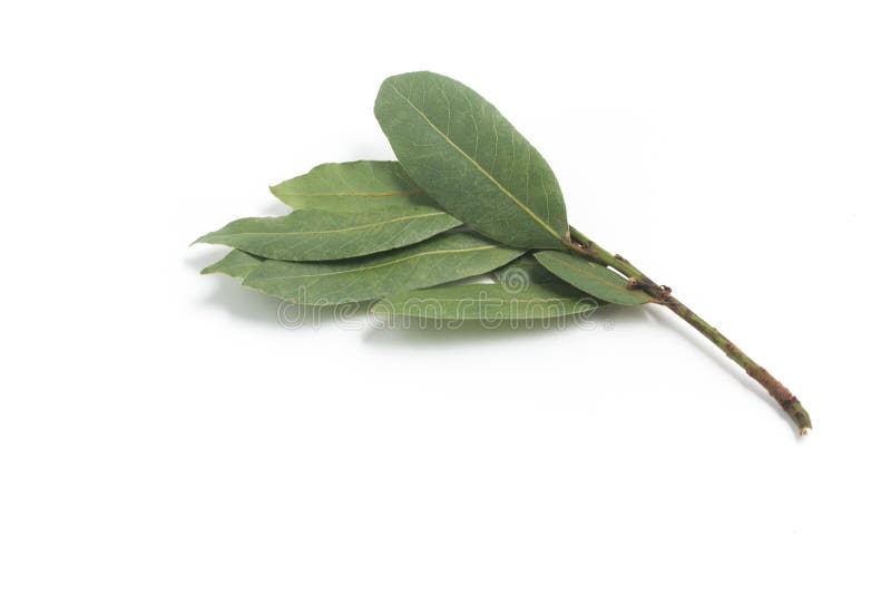 Bay Leaves. Laurus Nobilis stock image. Image of background - 84131537