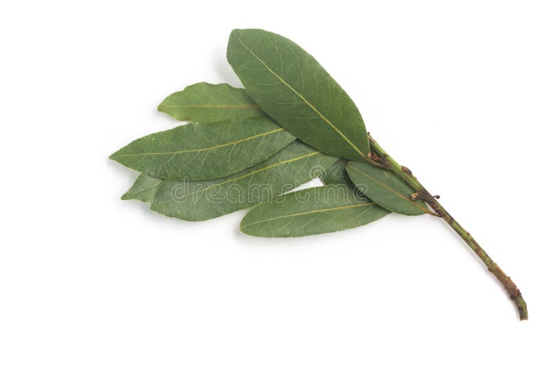 Bay Leaves. Laurus Nobilis stock photo. Image of louro - 84131868