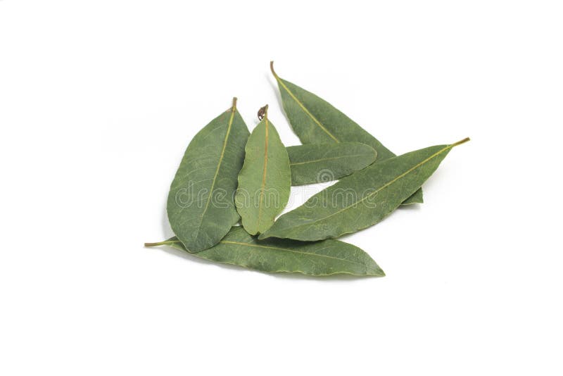 Bay Leaves. Laurus Nobilis stock photo. Image of green - 84136434