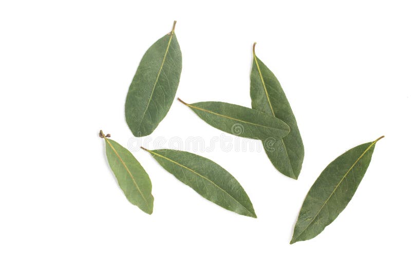 Bay Leaves. Laurus Nobilis stock photo. Image of natural - 84136668