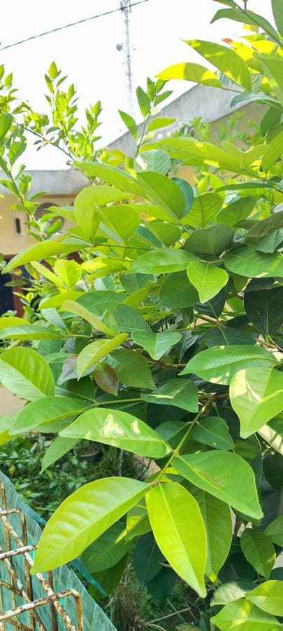 Bay Leaves, Typical Indonesian Cooking Spices, Bogor, West Java Stock ...