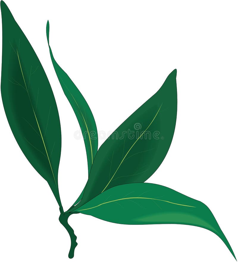 Bay Leaves Vector Illustration Stock Vector - Illustration of leaves ...
