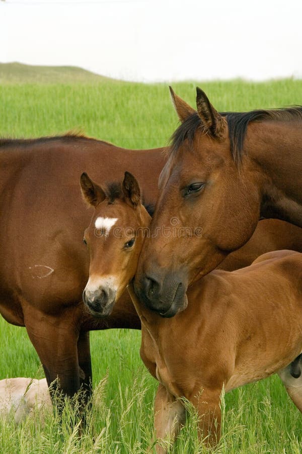 Mare and newborn foal stock image. Image of pair, newborn - 14520895