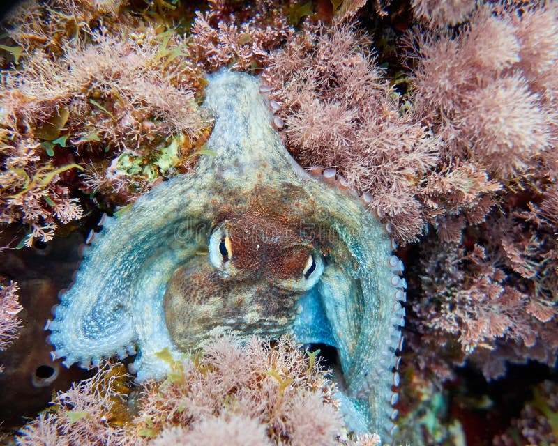 Bay Octopus Closeup on Colorful Reef Stock Photo - Image of baby, life ...