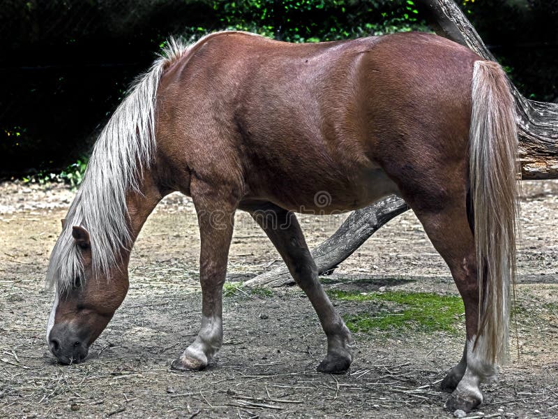 Bay pony 1 stock photo. Image of pace, fence, horse - 102404354