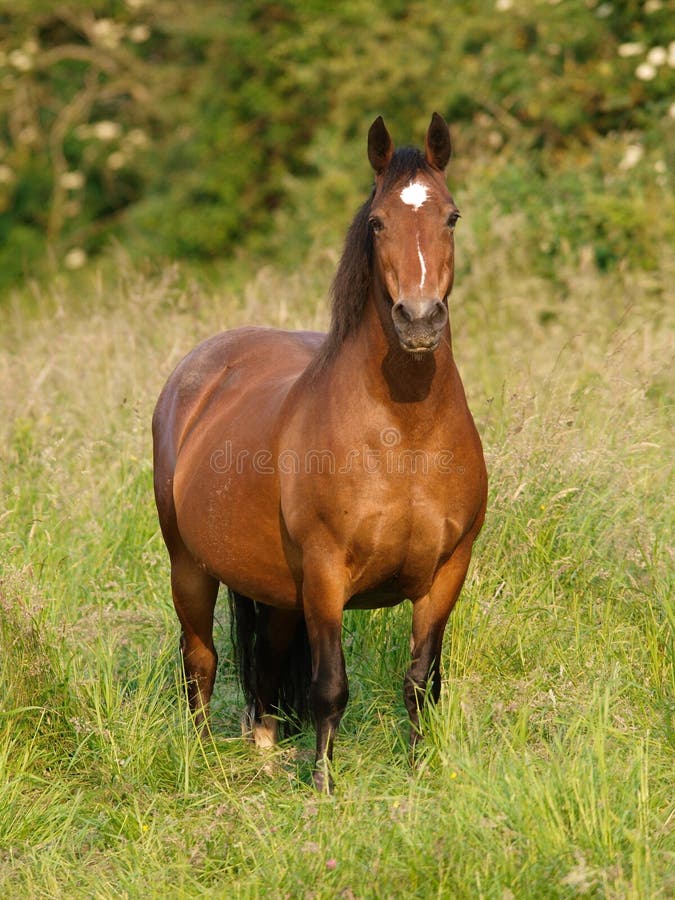 Bay Pony in Paddock stock image. Image of single, horse - 34731389