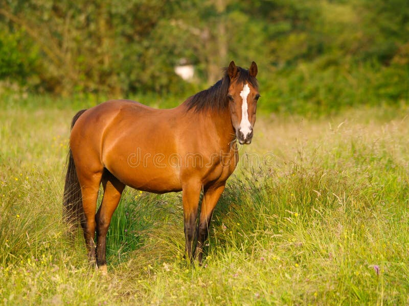 Bay Pony in Paddock stock image. Image of equine, meadow - 48751443