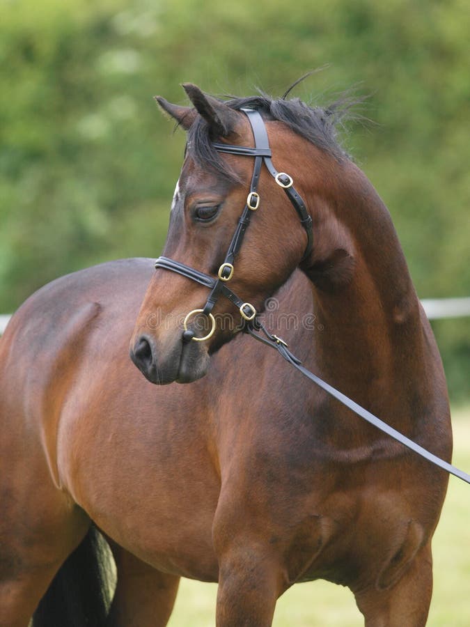 Pony in Hand stock photo. Image of alert, face, look - 111465030