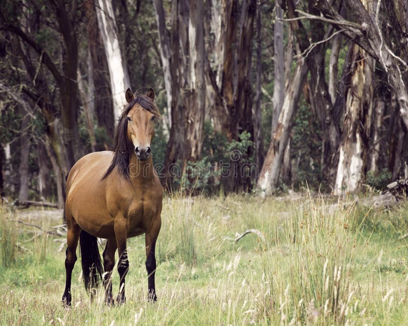 Brumby stock photo. Image of colt, stallion, source, brumby - 13234418