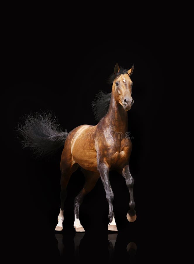 Bay stallion stock image. Image of hoofed, reflect, motion - 11945557