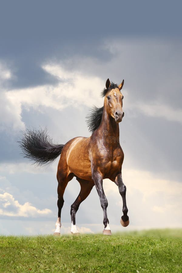 Bay stallion stock image. Image of reflection, hoofed - 23175785