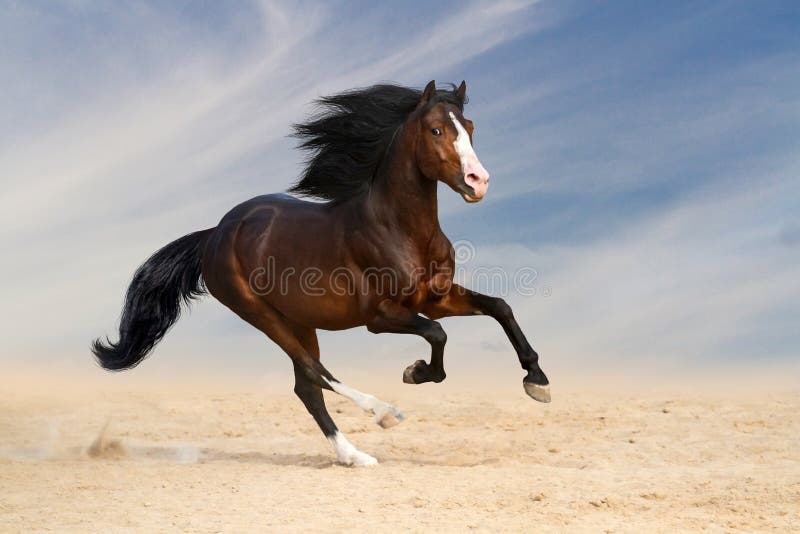 Bay stallion in desert stock image. Image of equestrian - 75669295