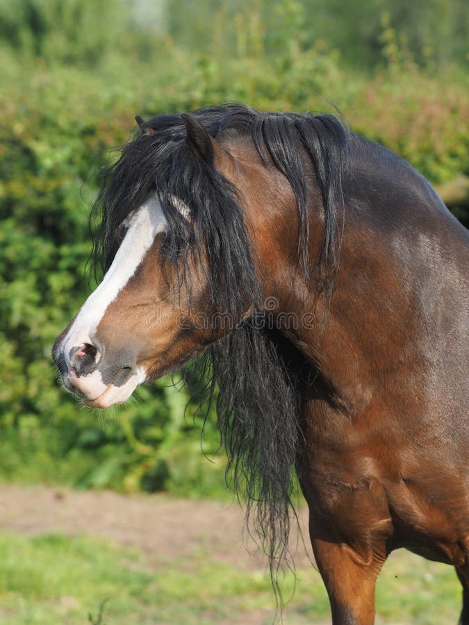 Bay Stallion Headshot stock image. Image of riding, ears - 184342641