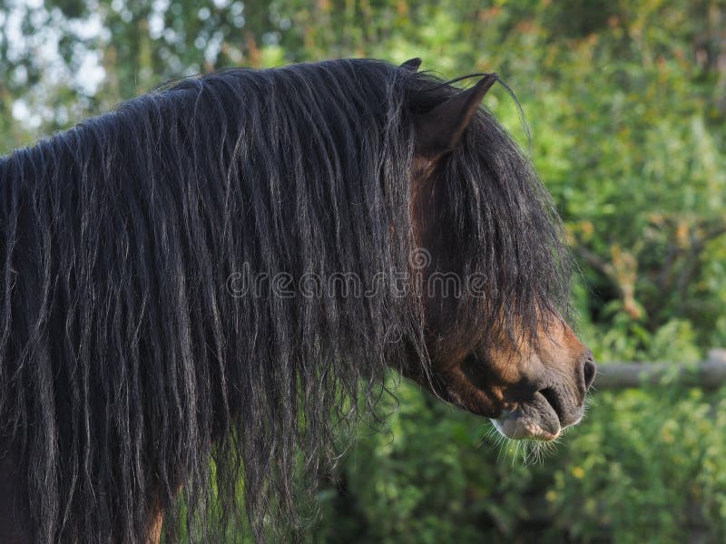 Bay Stallion Headshot stock photo. Image of stallion - 184342698