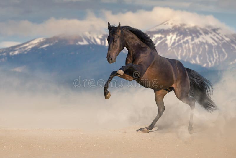 Bay stallion rearing up stock photo. Image of mammal - 132781692