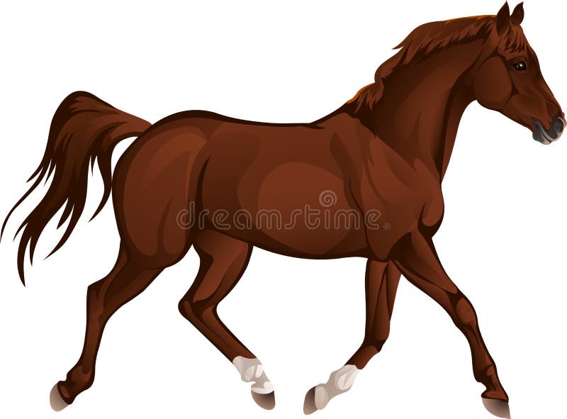 Bay stallion stock vector. Illustration of drawing, profile - 35953528