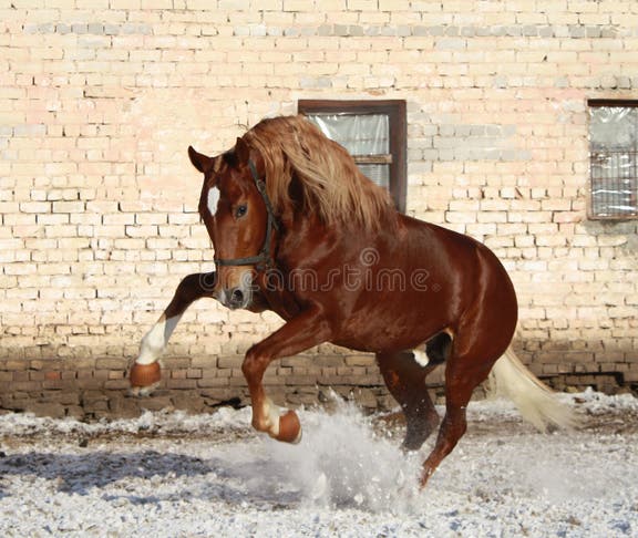 Bay stallion on walk stock photo. Image of stallion, trotter - 8541038