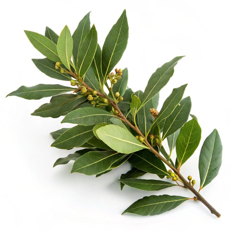 Bay Tree Branch Isolated on White Background Stock Illustration ...