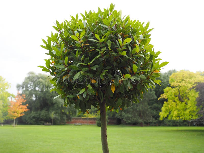 Bay stock photo. Image of tree, shaped, ball, garden - 60623438