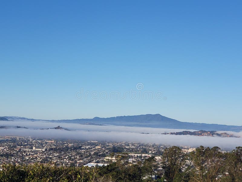 Bay Tree Ocean San Francisco Stock Photo - Image of lake, tree: 234288196