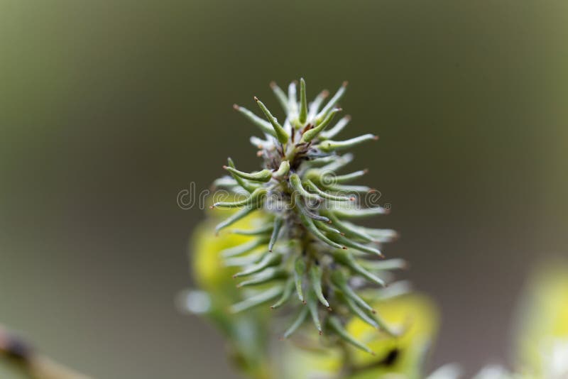 Bay Willow Tree Salix Pentandra Stock Image - Image of outdoor, leaf ...