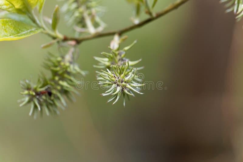 Bay Willow Tree Salix Pentandra Stock Photo - Image of plantation ...