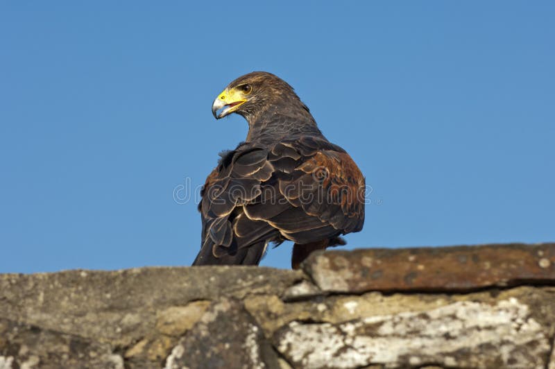 Bay-winged Hawk stock photo. Image of dusky, bird, close - 66935160
