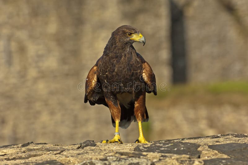 Bay-winged Hawk stock photo. Image of dusky, rostrum - 66935186