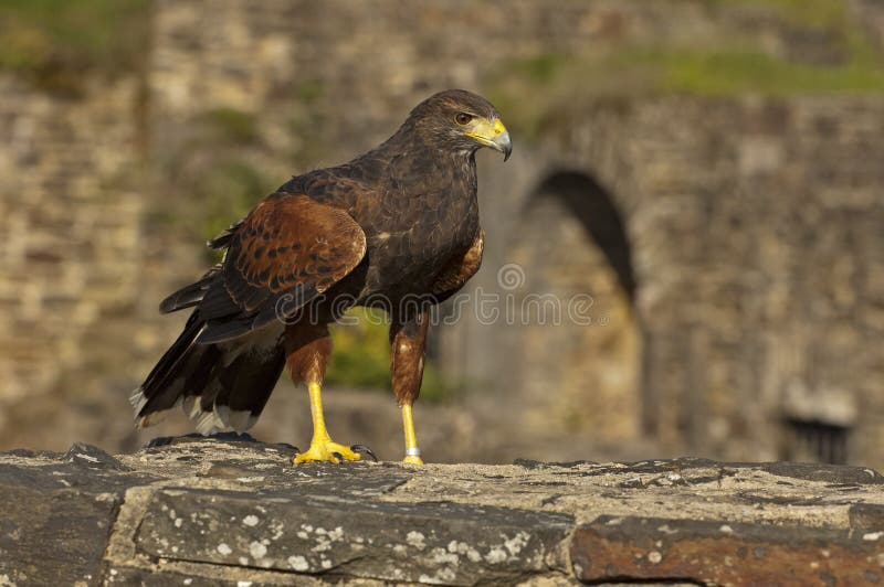 Bay-winged Hawk stock image. Image of brown, portraits - 66932931