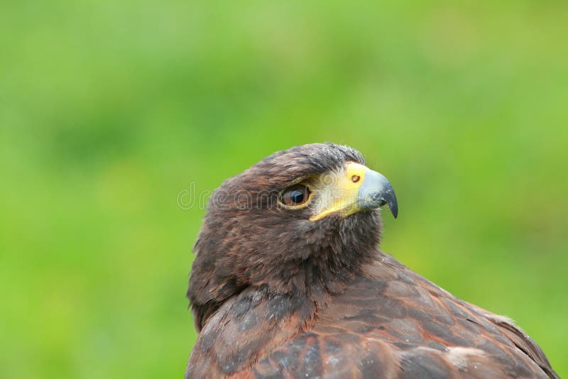 Bay winged Hawk stock photo. Image of winged, bill, raptor - 47444804