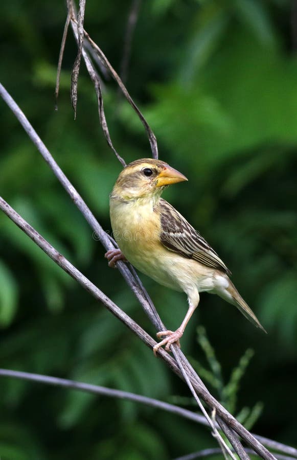Baya stock photo. Image of sunlight, beautiful, tree - 122773742