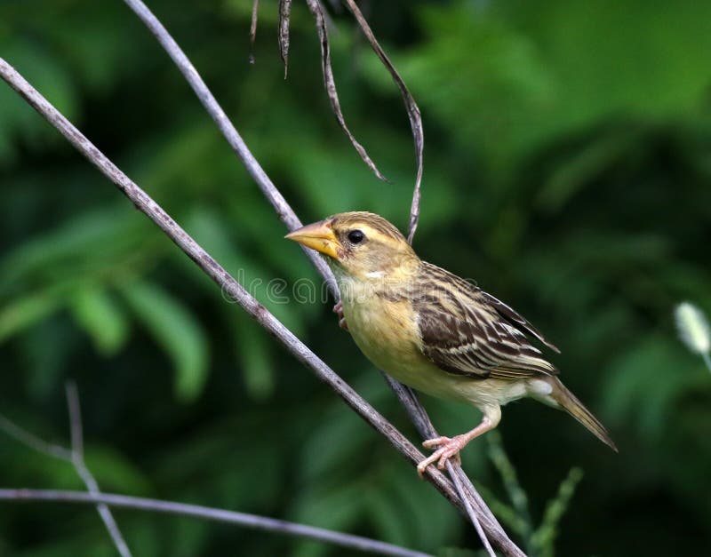 Baya stock photo. Image of shot, baya, wildlife, bird - 122773758
