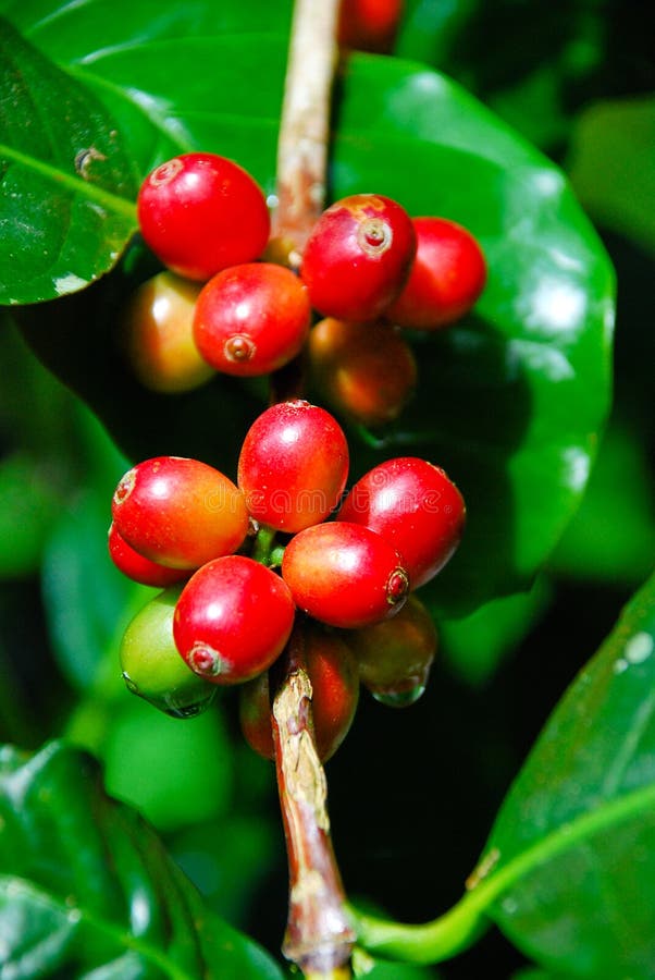 Baya de café imagen de archivo. Imagen de hojas, tropical - 27610301