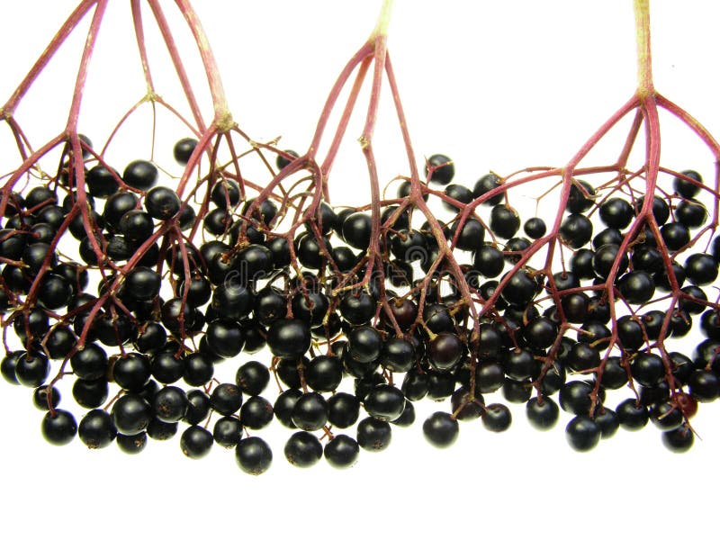 Baya del saúco imagen de archivo. Imagen de travieso, coma - 3232847