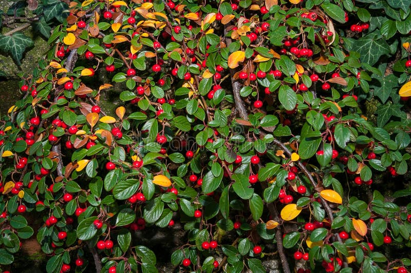 Bayas Rojas Del Pyracantha En El Arbusto Imagen de archivo - Imagen de ...
