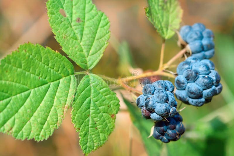 Zarzamora roja madura imagen de archivo. Imagen de zarzamoras - 120704673