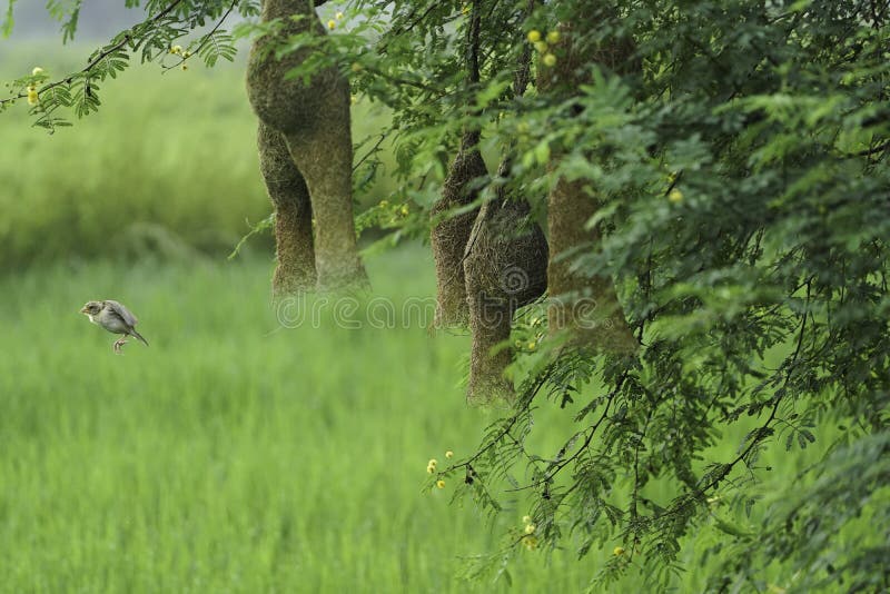 Baya Weaver Bird and Nest, Golden Baya Weaver Building Nest on the Tree ...