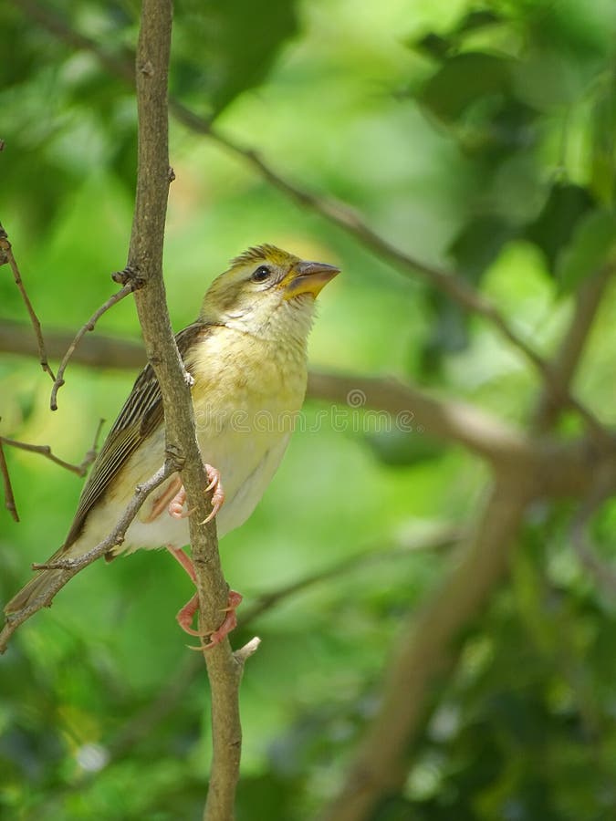Baya Weaver Bird Photography Stock Photo - Image of finch, sparrow ...