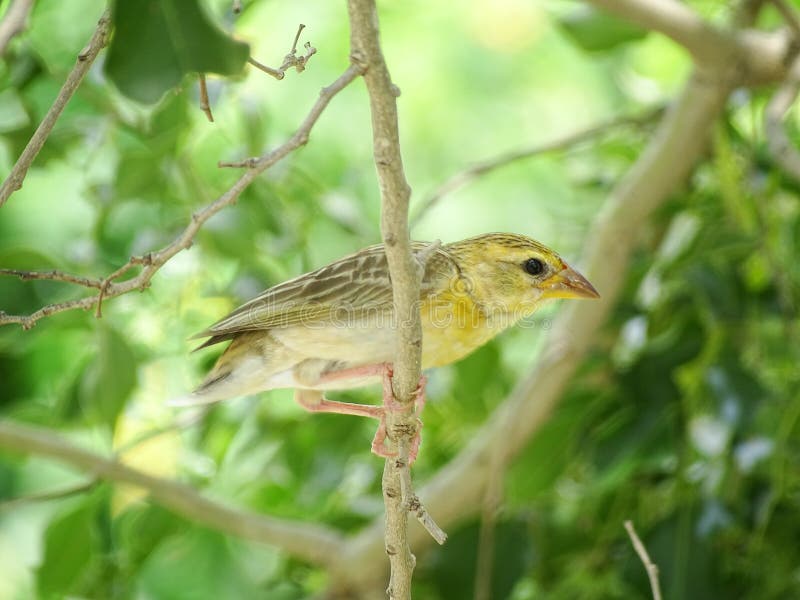 Baya Weaver Bird Photography Stock Photo - Image of sparrow, green ...