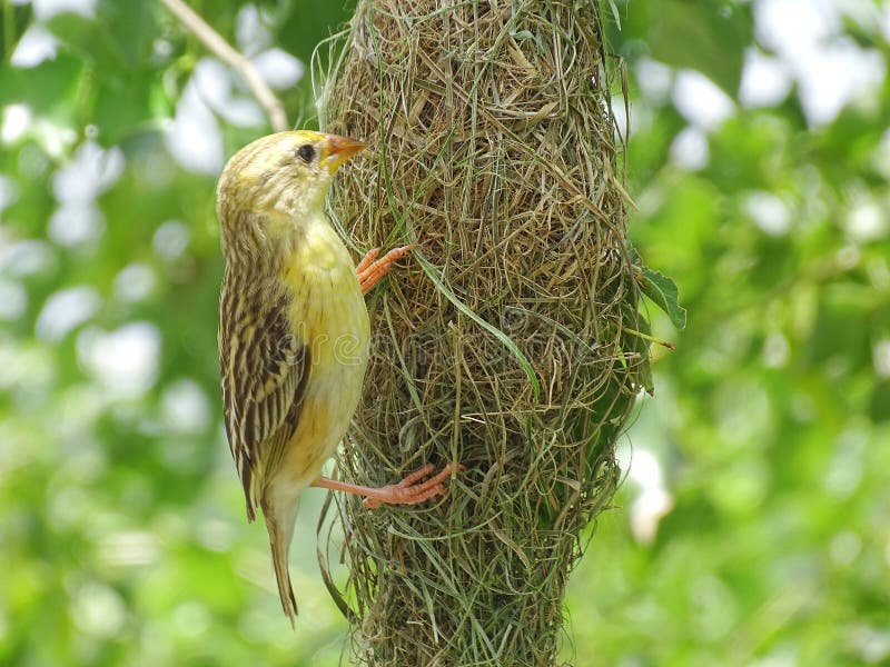 Baya Weaver Bird Photography Stock Image - Image of twig, wing: 229057483